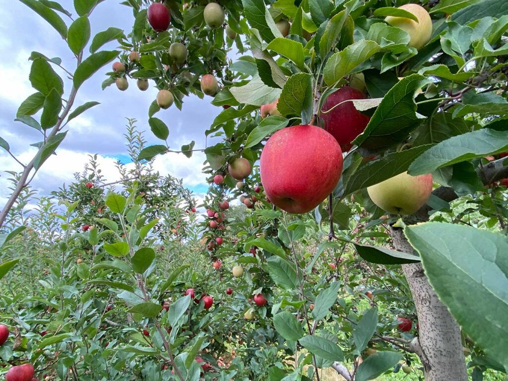 Visit Our Farms - Rogers Orchards